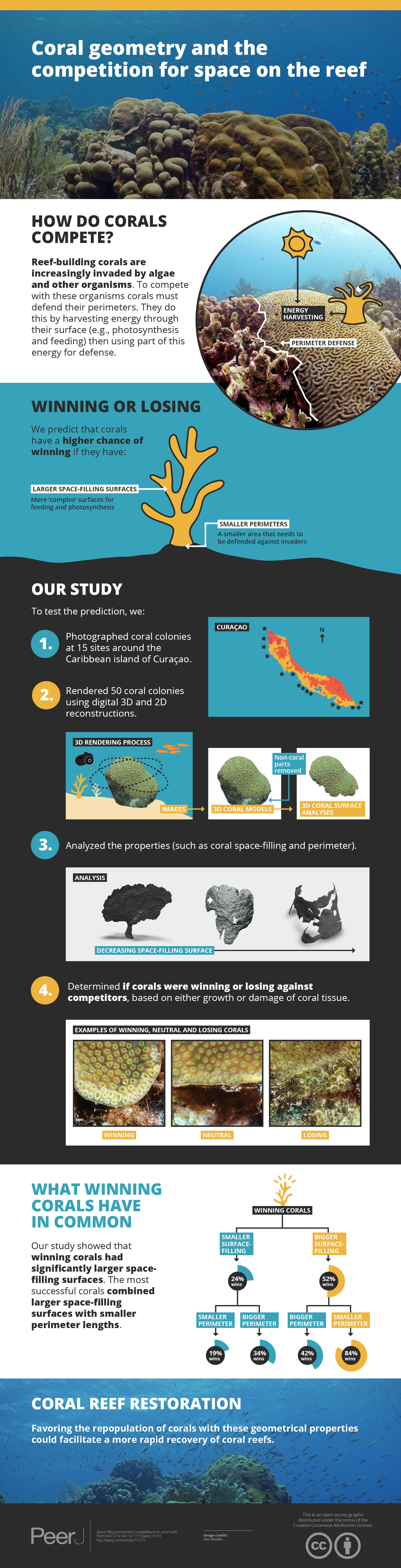 Space-filling and benthic competition on coral reefs [PeerJ]