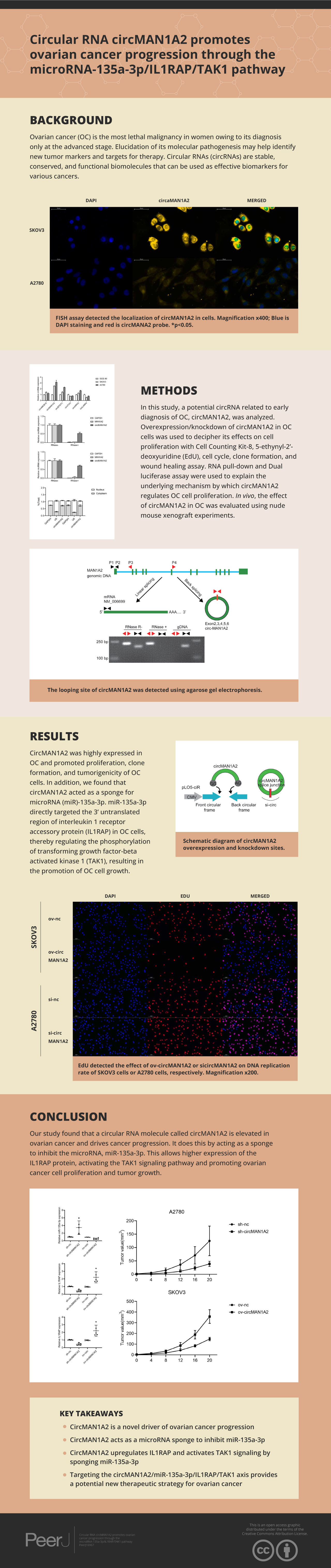 Circular RNA circMAN1A2 promotes ovarian cancer progression through the ...