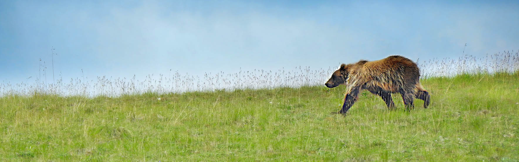 PeerJ Collection: Predator-Prey Dynamics Conference 2016